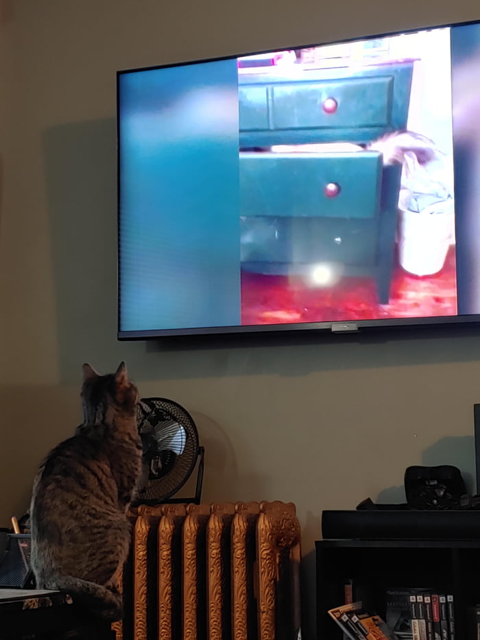 Just enjoying the cat channel on Pluto TV... - 9GAG