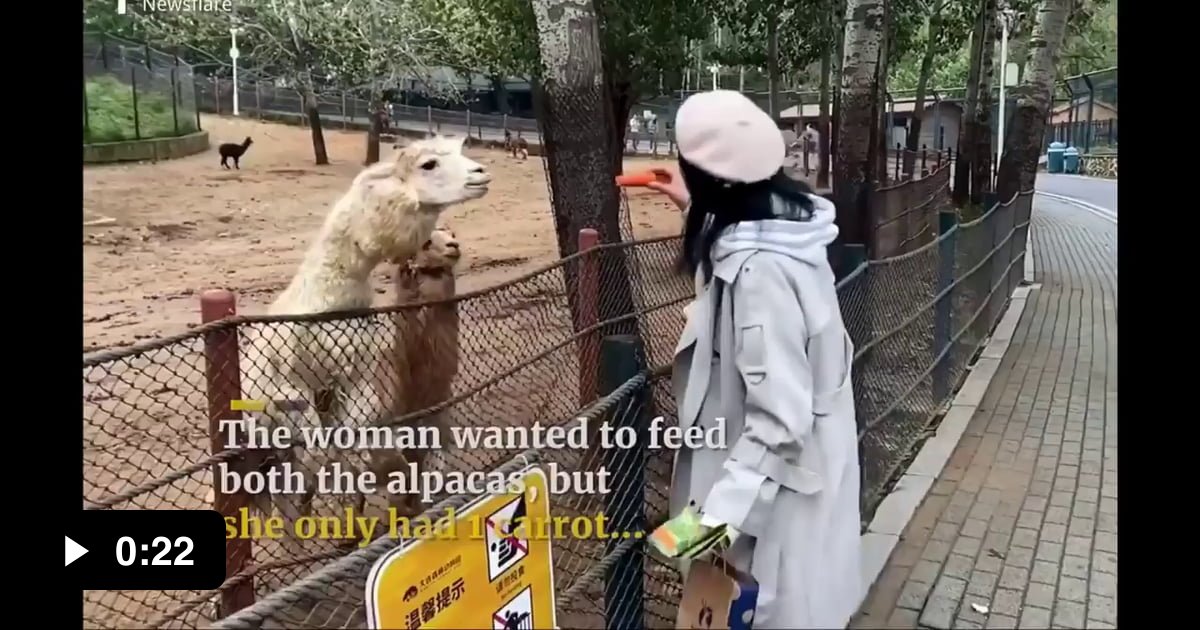 An alpaca hawks a loogie at feeder with drama, after she pulled back a ...