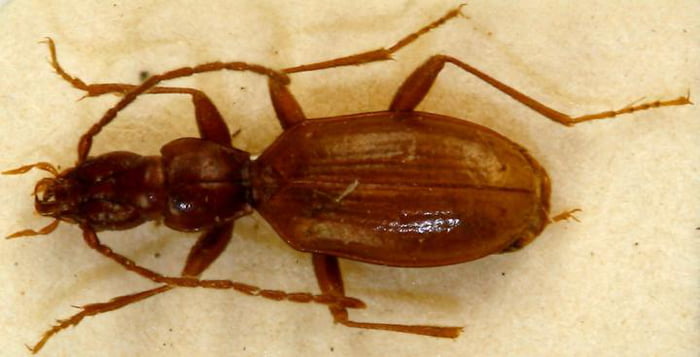 Anophthalmos Hitleri, the now endangered blond cave-beetle named after ...