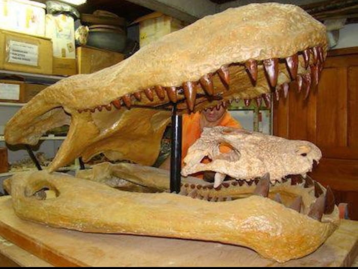 Skull of Purussaurus brasilensis (outer) compared to a modern caiman ...