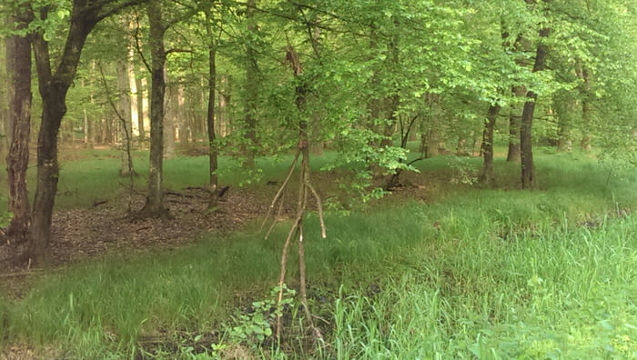 My Stick Grew Limbs And Ran Away To Help Hobbits - 9GAG
