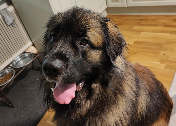 Cold, windy autumn rains are the best! Happi boi - 9GAG