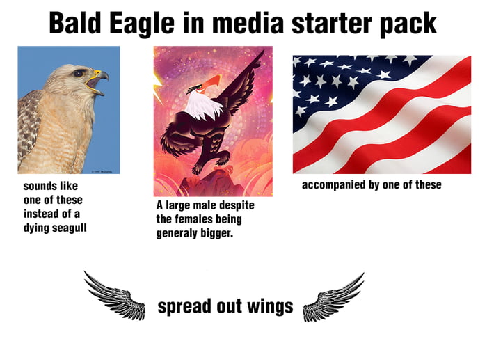 The Bald Eagle in media starter pack - 9GAG