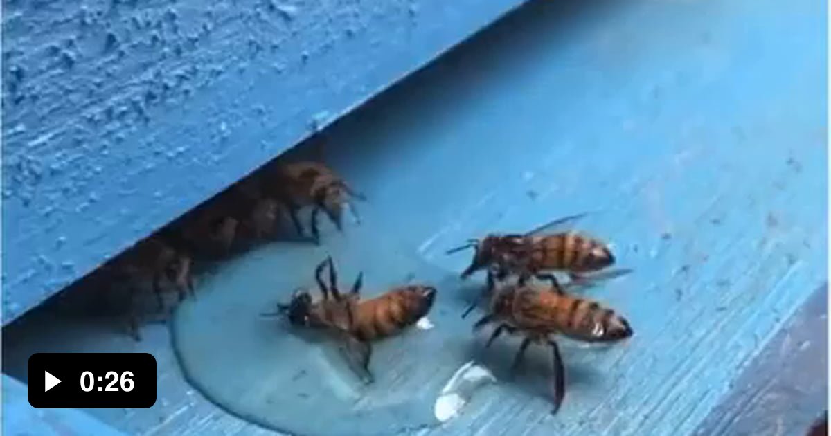 A bee is stuck on liquid, so the other bees rush to drink it to save their fellow bee. (sorry ...