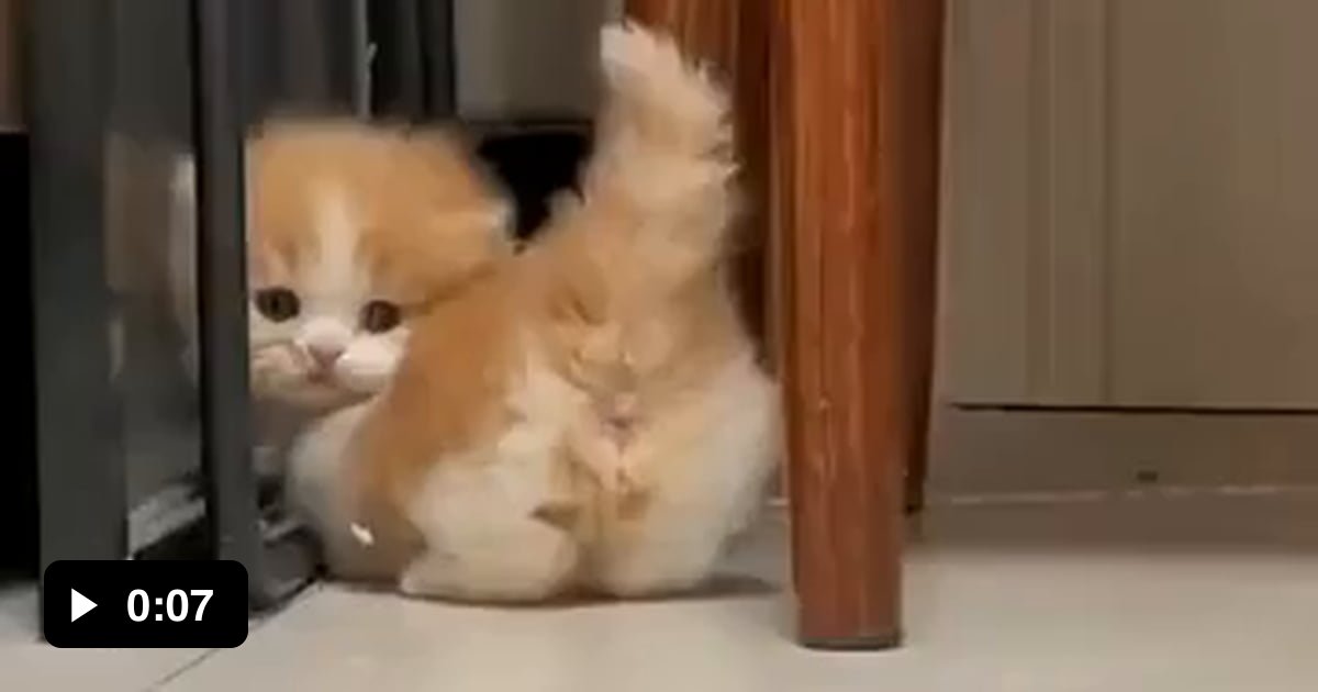 He's so fluffy! - 9GAG