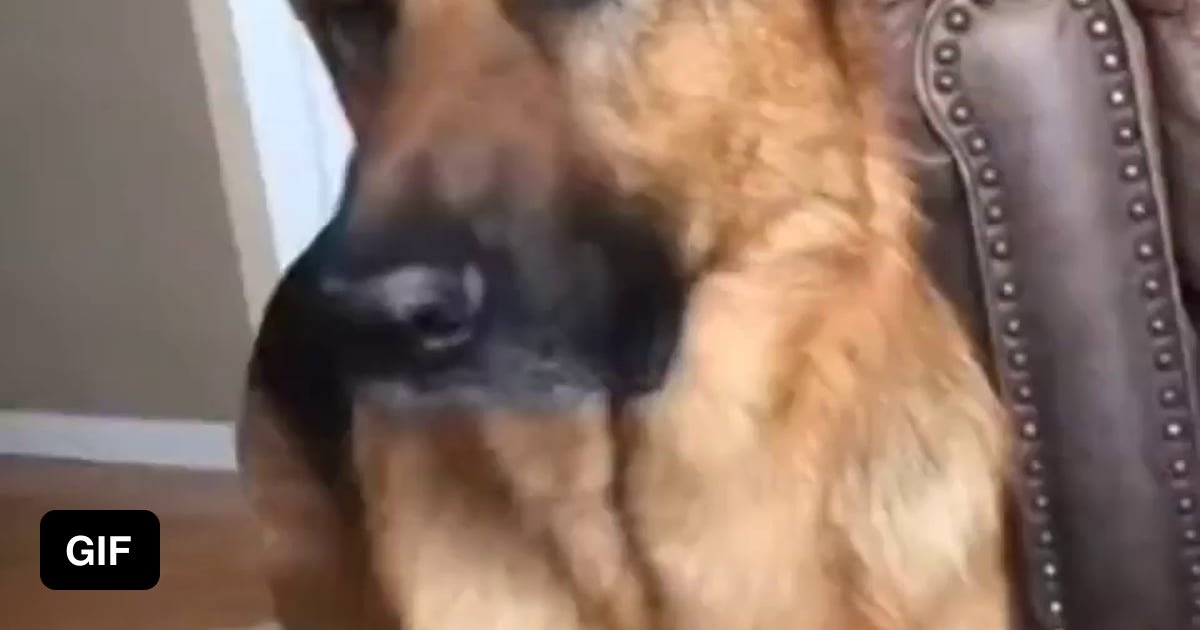 What? Uh? What? - 9GAG