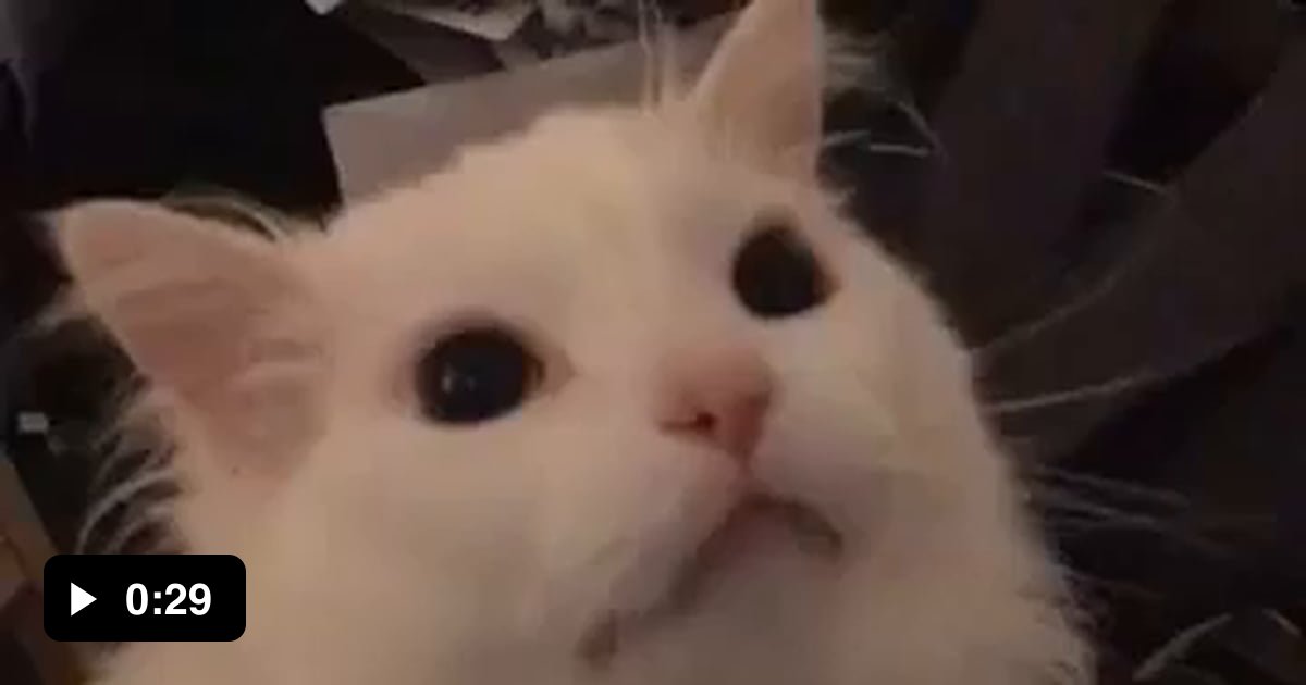 Thurston, the dramatic cat that has been quite a meme, died from nasal cancer. - 9GAG