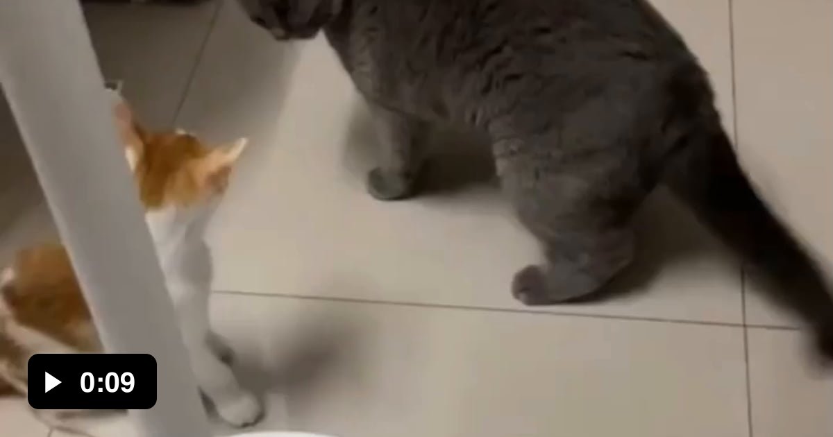 Small cat messed up baaad - 9GAG