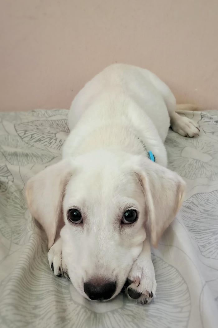 Pupper resting - 9GAG