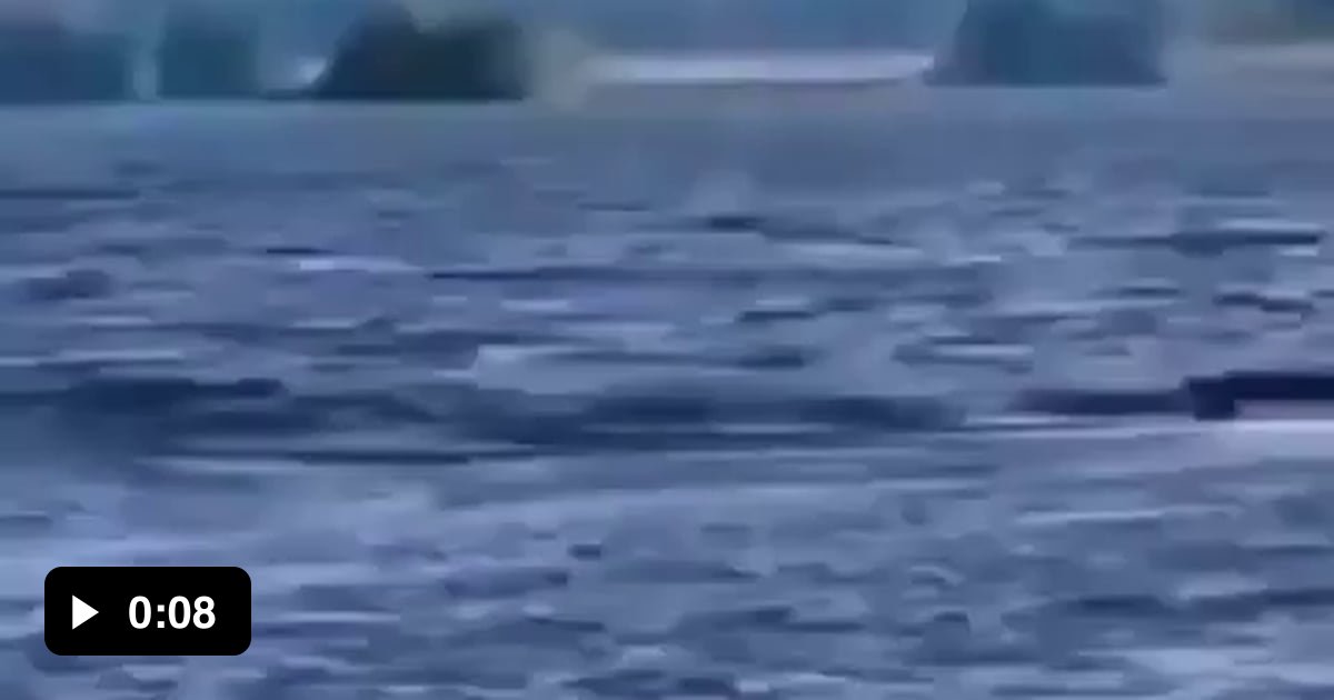 Gorilla tries to proudly run into cold water, regrets it, then tries to ...