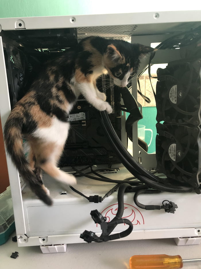 Cat troubleshooting computer - 9GAG