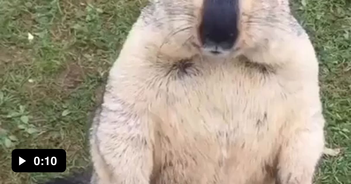 Marmot defend his hard earned cracker - 9GAG