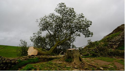 A sad day for Brits everywhere. One of the most famous trees in the UK ...