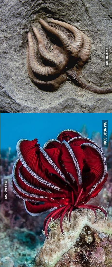 To the guy : Keep Scrollin' > This fossil of an extinct mushroom ...