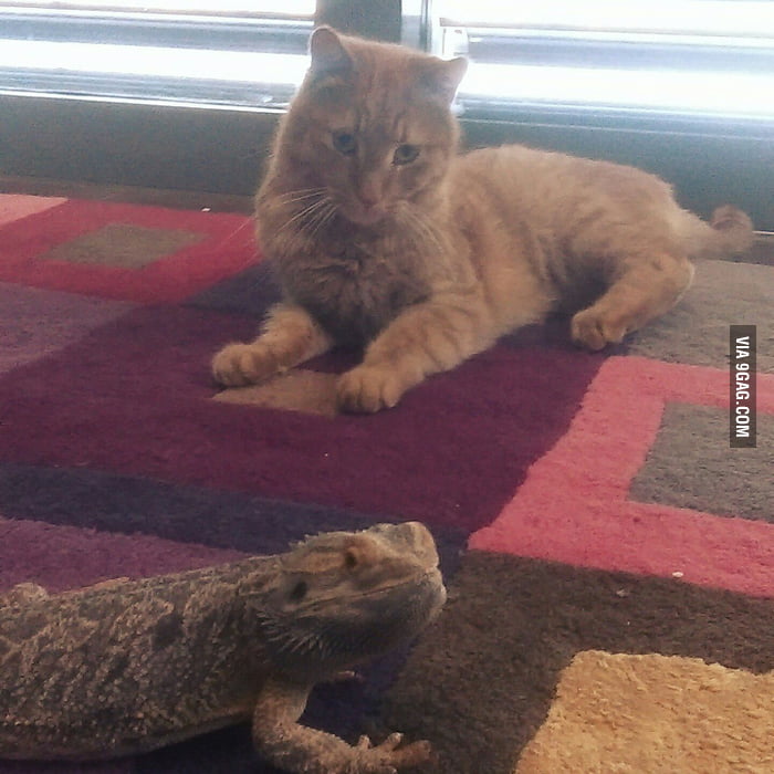 I feel observed - 9GAG