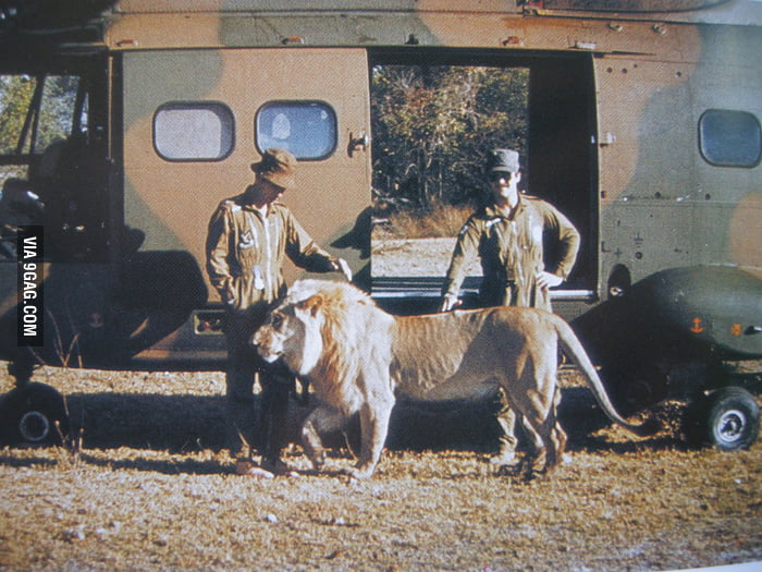South African Special Forces have a lion named Terry. Any other Special ...