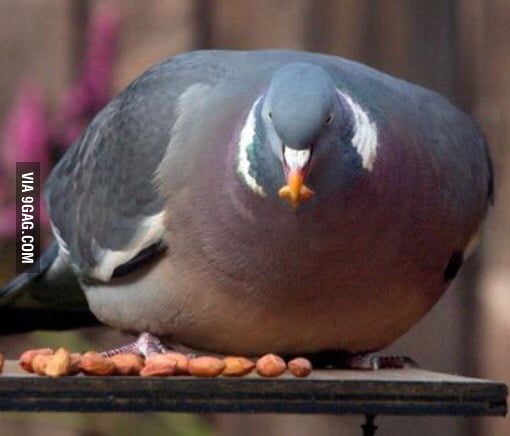 It's a fat pigeon. That's it. Just a fat pigeon. You may continue ...