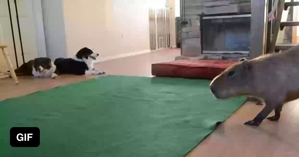 Dog vs Capybara brutal fight - 9GAG