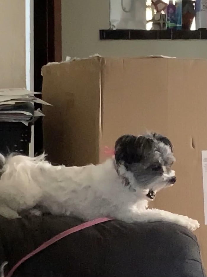 Rare yawning pupper - 9GAG