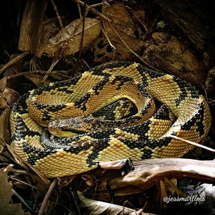 Behold the Bushmaster, largest pit viper in the world and very deadly ...
