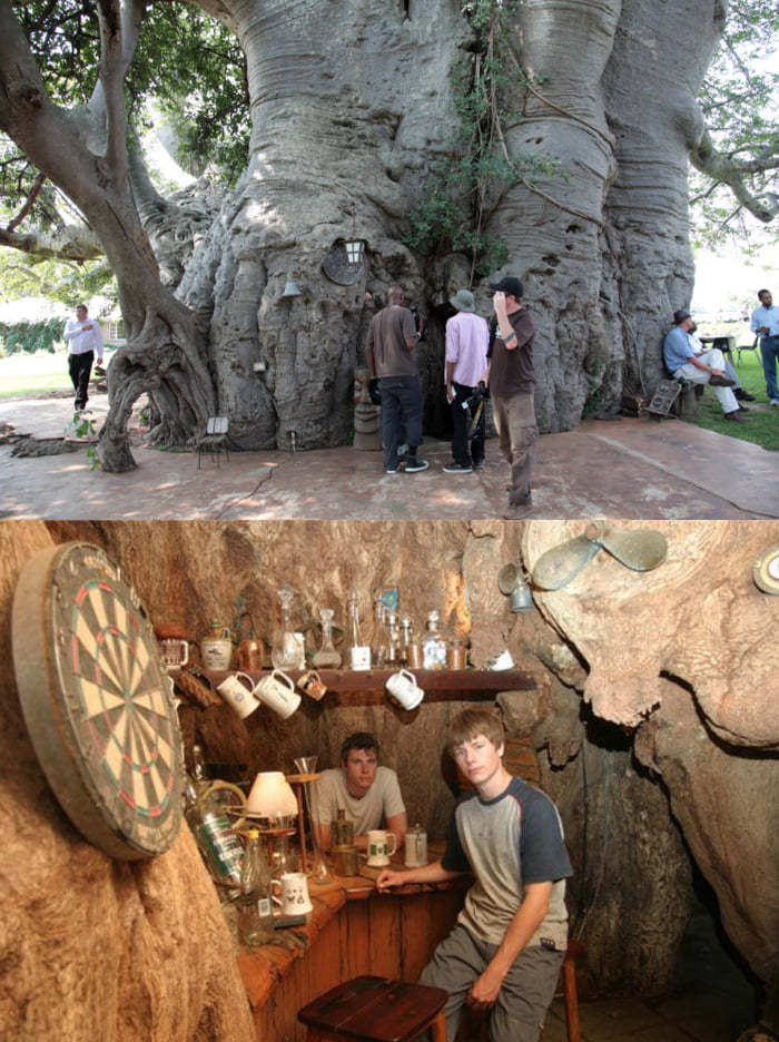 Sunland Baobab, a pub inside of a 1,000 year old baobab tree - 9GAG