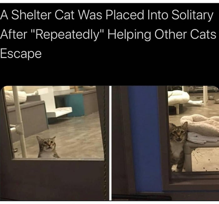 Cute cat helps other cats escape. - 9GAG