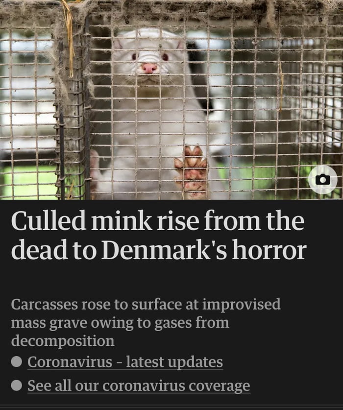 Who had zombie-Covid-minks for november? - 9GAG