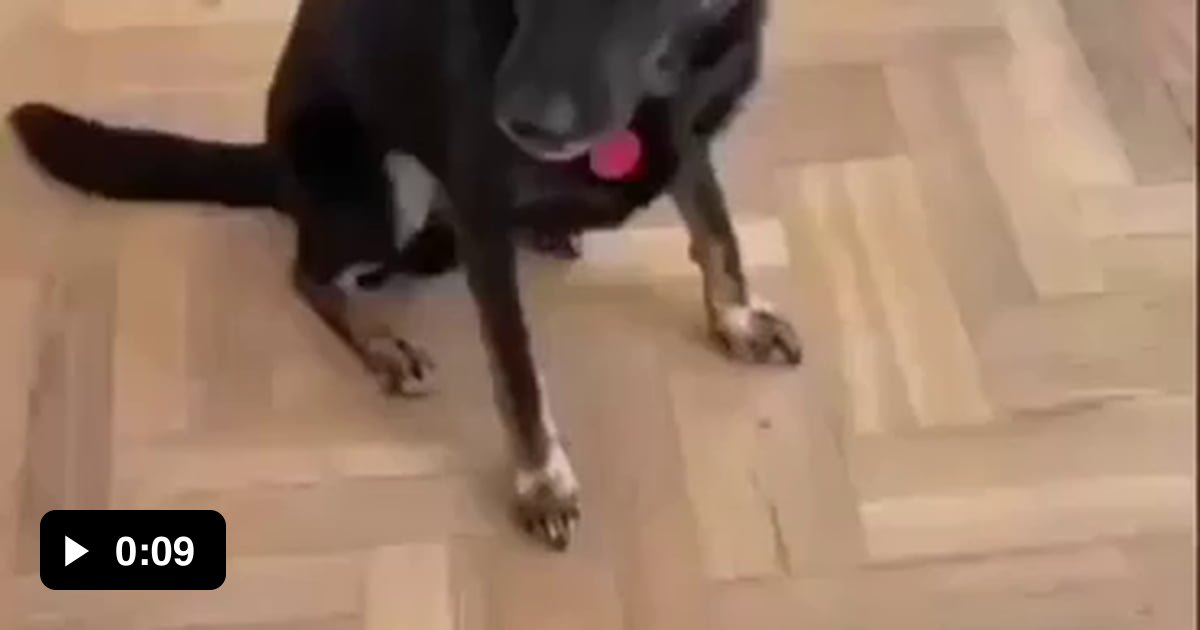 Watch out dog - 9GAG