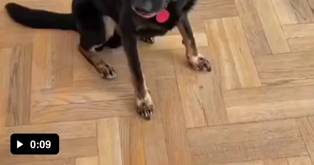 Doggo realising his food is poisoned - 9GAG