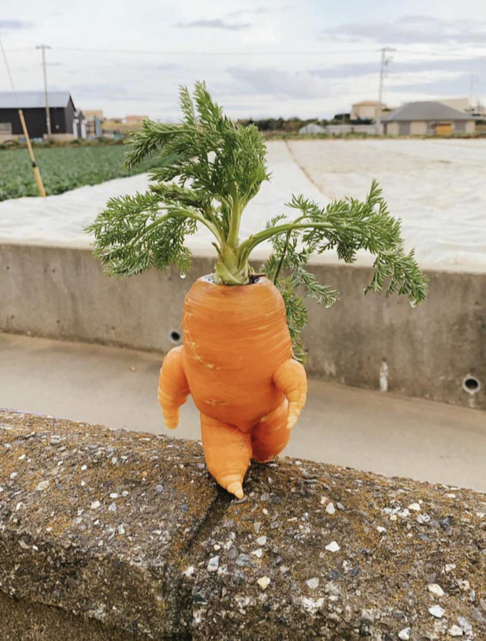 Ultra buff carrot fights you in your salad - 9GAG
