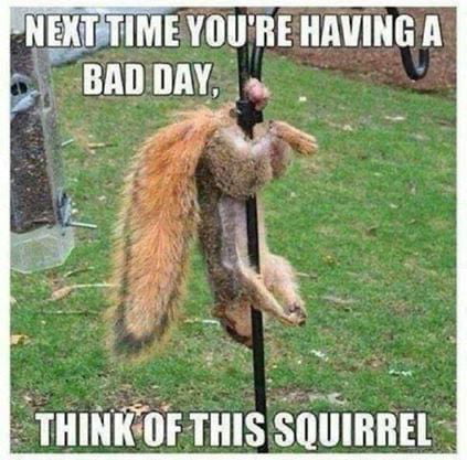 Bad luck squirrel - 9GAG