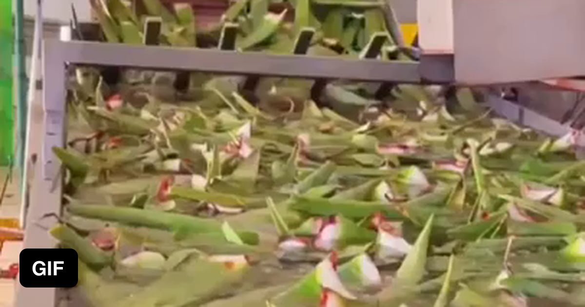 Aloe Vera factory process - 9GAG