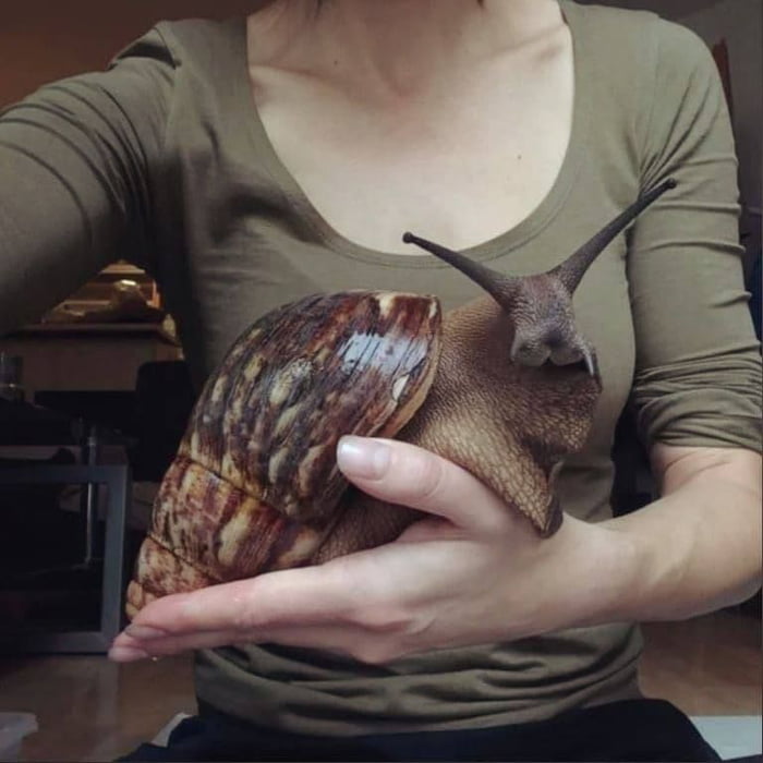 The giant African land snail. The size of the largest specimen was ...