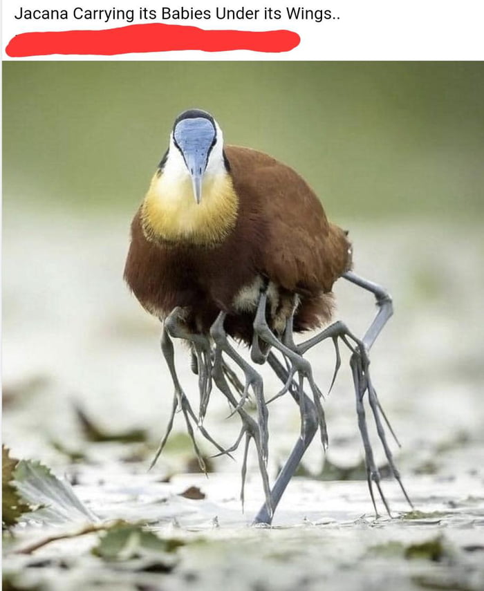 Borb the legged - 9GAG