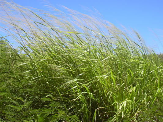 Capim-guiné - (Panicum maximum) da família das gramíneas, nativa da ...