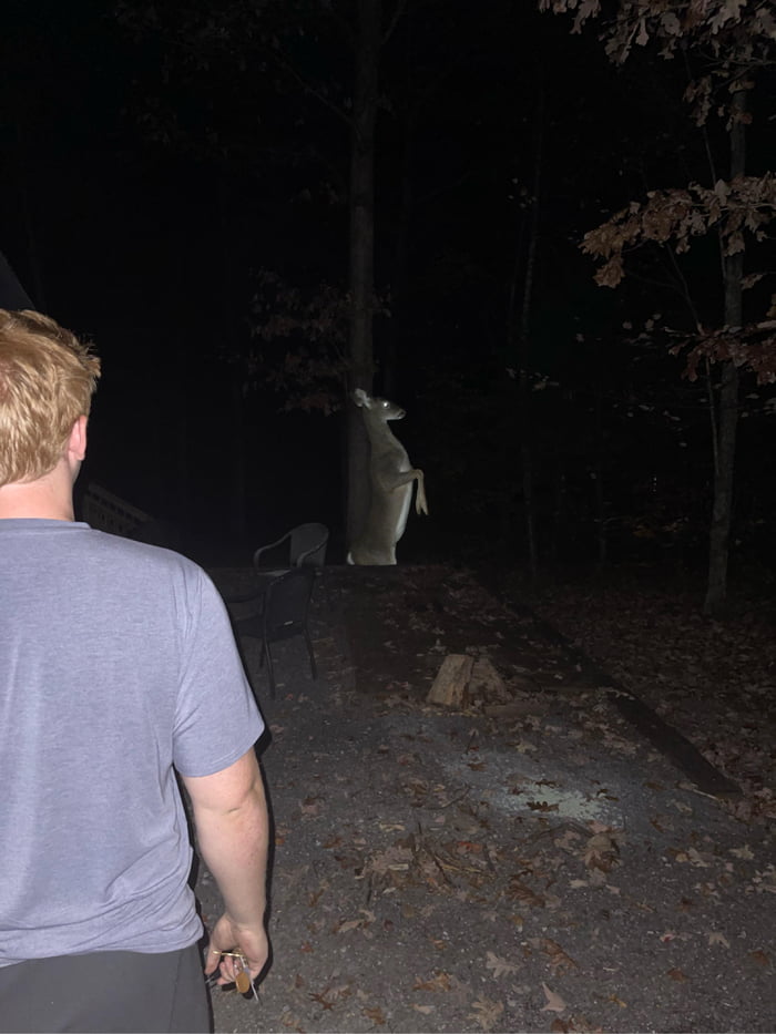 Deer standing on his two feet (u/Chickentruckman) - 9GAG