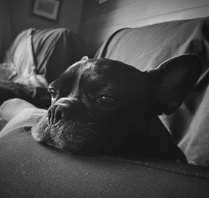 Lily The Frenchie - 9GAG
