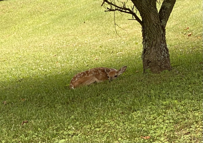 Fawn hanging out under the neighbor’s tree - 9GAG