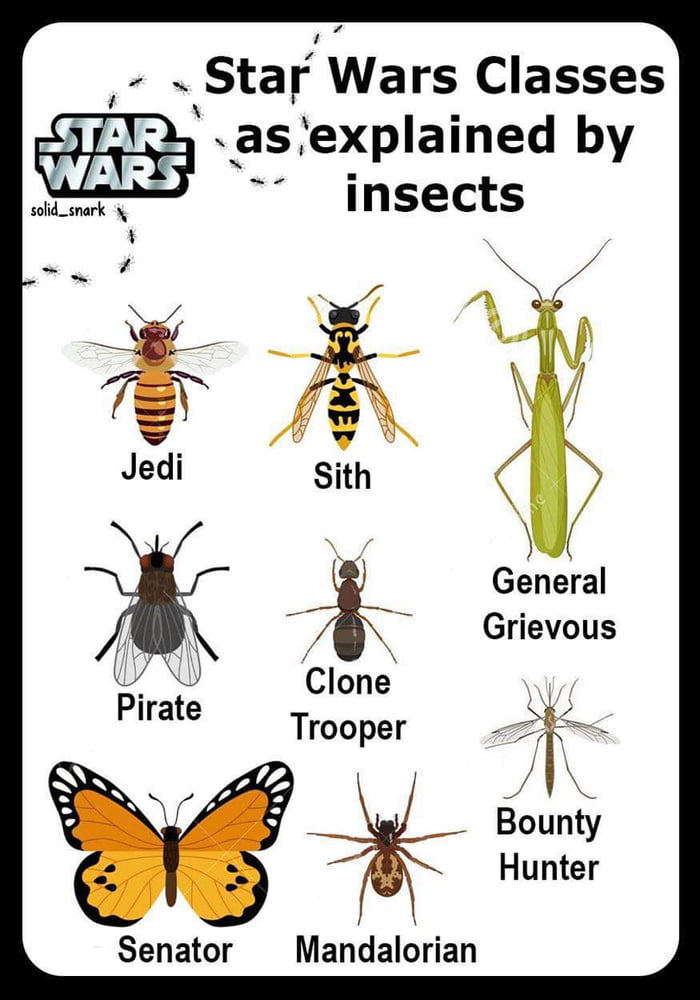 Bug Wars: The Phantom Mantis - 9GAG