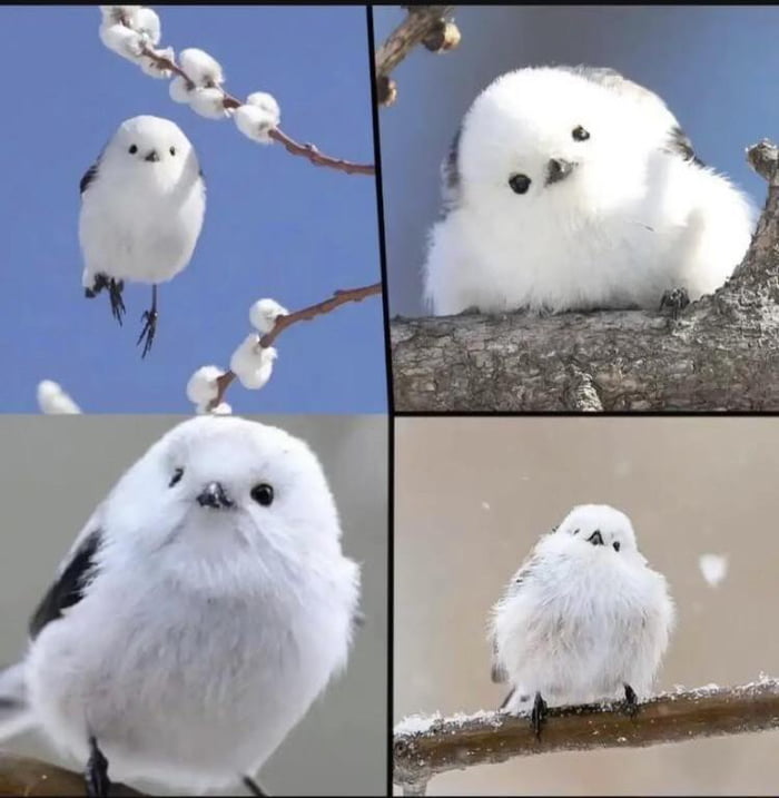 The shima Enaga. - 9GAG