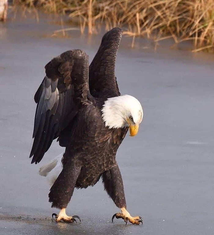 Eagle Boss, Lord of the Froze, sharpening claws, preparing for aquatic ...