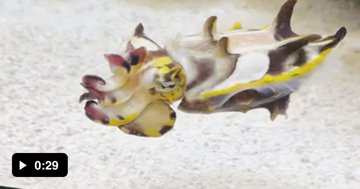 Cuttlefish can change their color and texture in fractions of a second ...