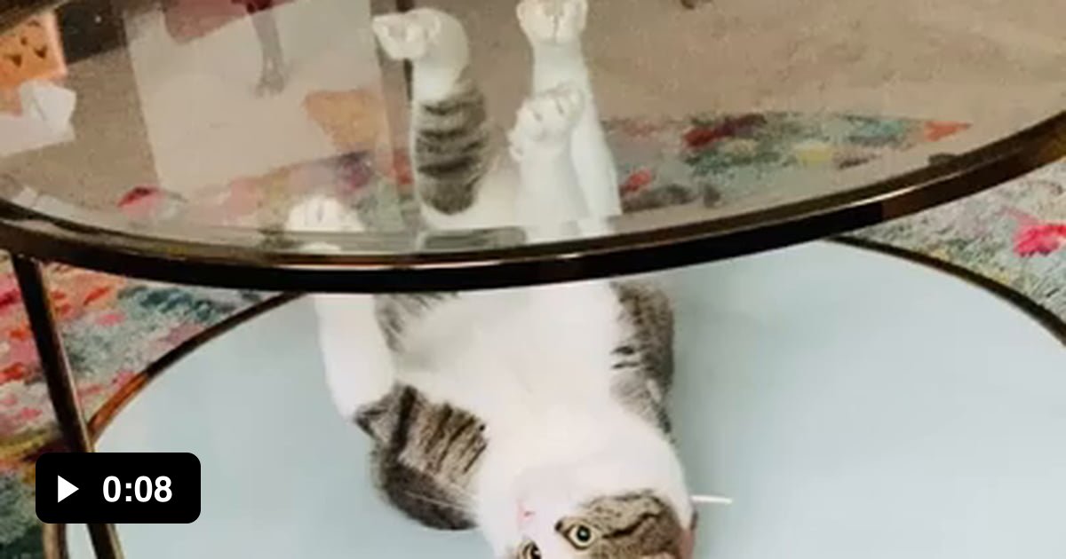 Cat taps - 9GAG