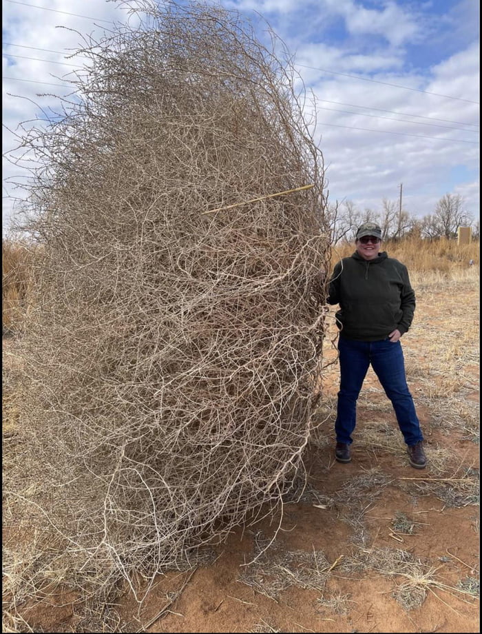 A slightly larger than normal Tumbleweed - 9GAG