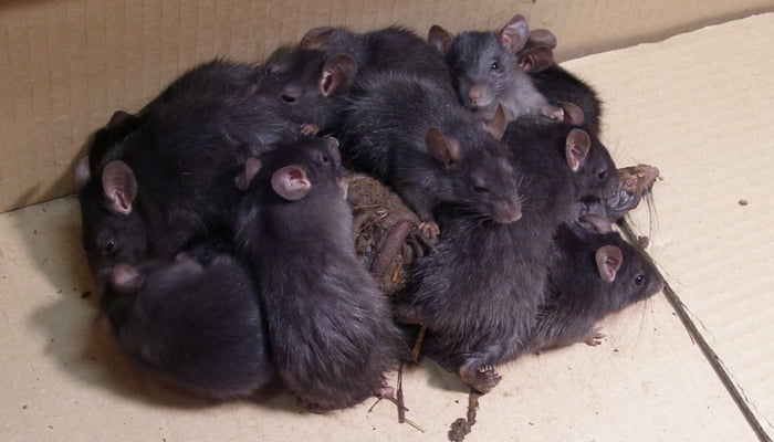 A rare phenomenon called Rat King found live in Estonia. Rat King is a ...