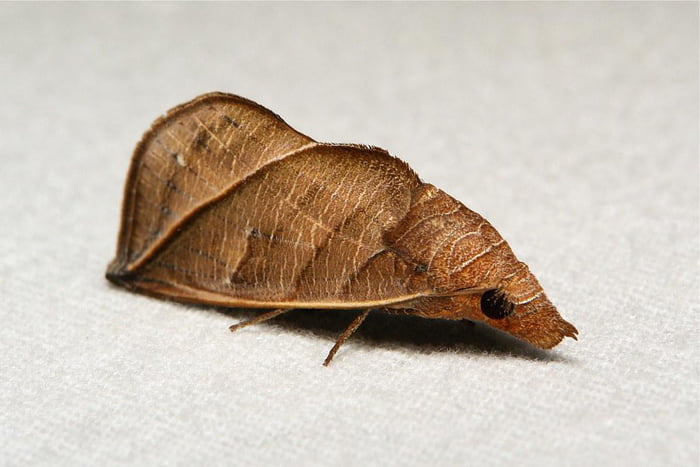 The "Vampire Moth" (Genus Calyptra): Equipped with a specialized ...
