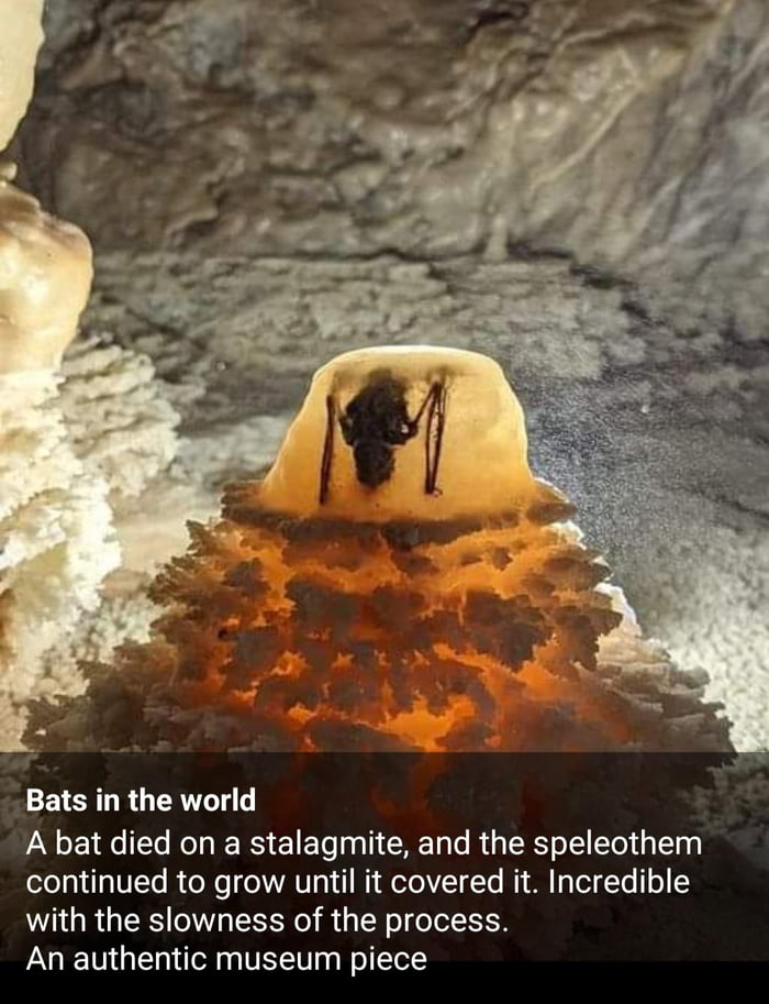 Bat died on a stalagmite. it grew around the bat - 9GAG
