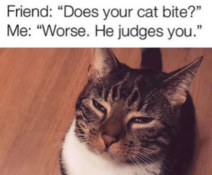 This Cat.. - 9GAG