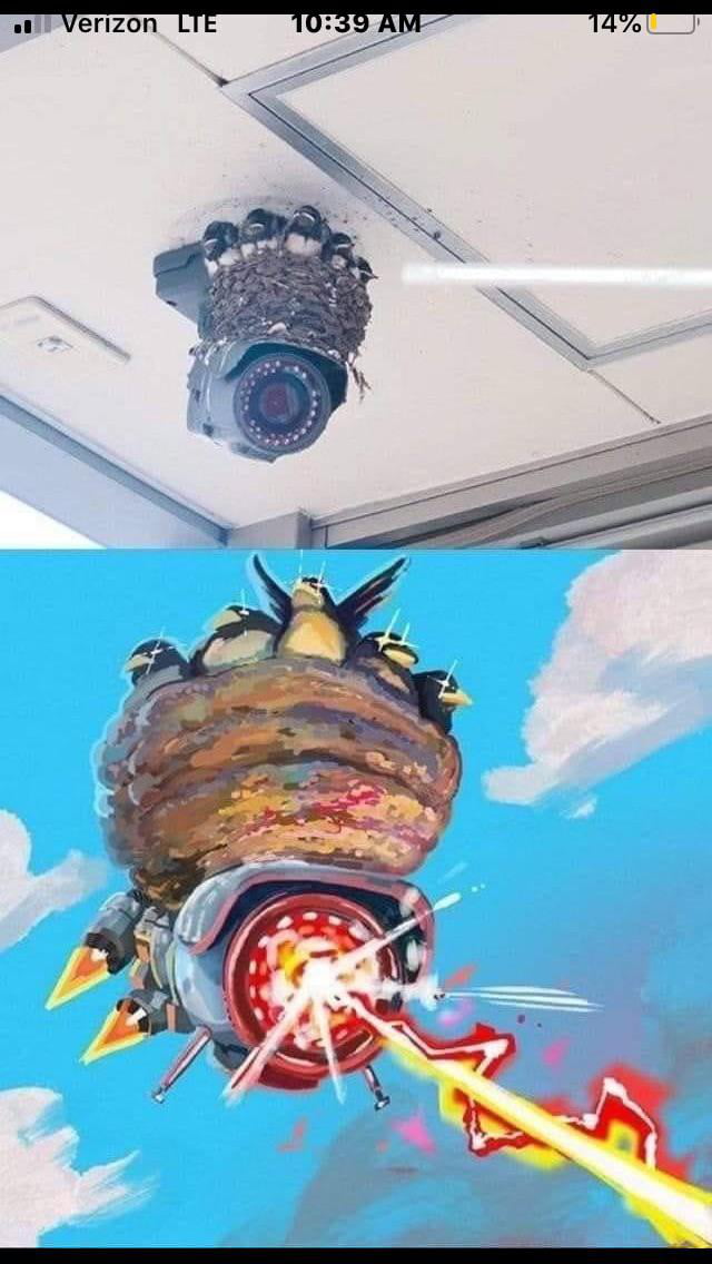 Lazer Bird the protector of all other birds - 9GAG