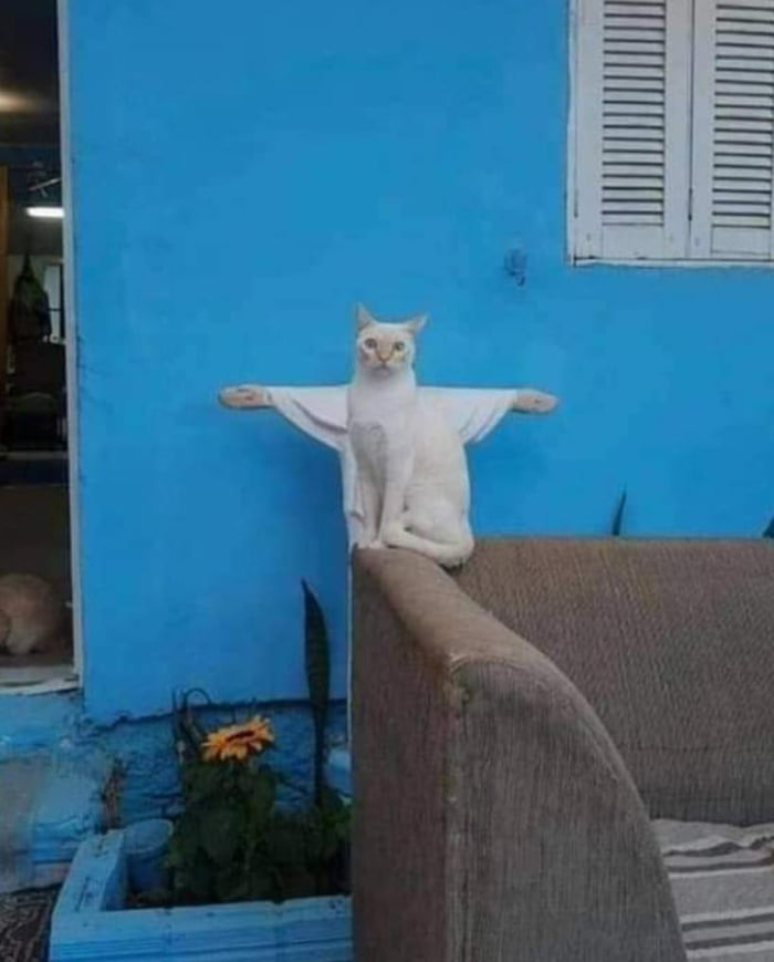 Messiah cat - 9GAG